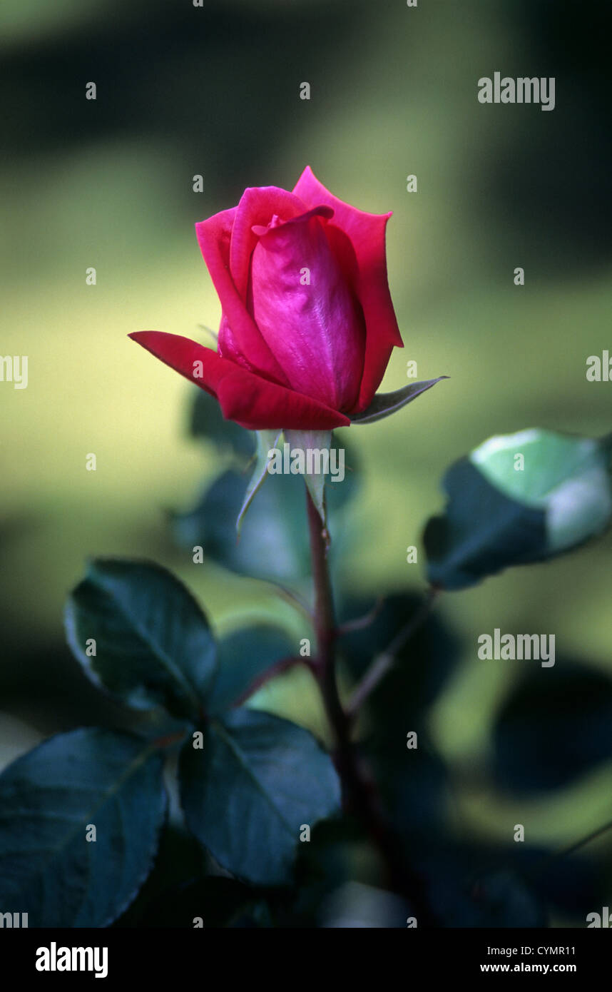 Flowers, a single red rose Stock Photo - Alamy