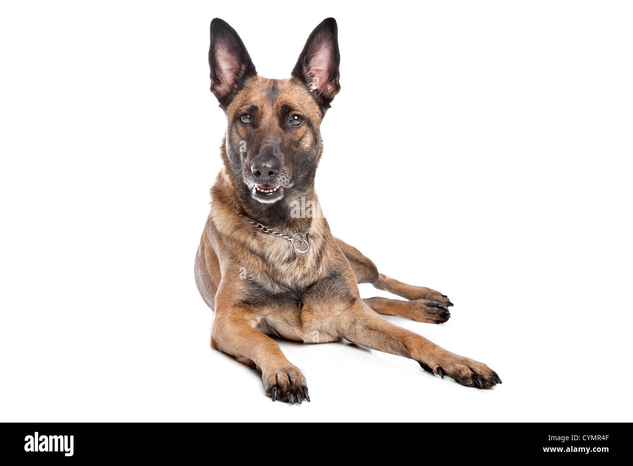 German Shepherd in front of a white background Stock Photo - Alamy