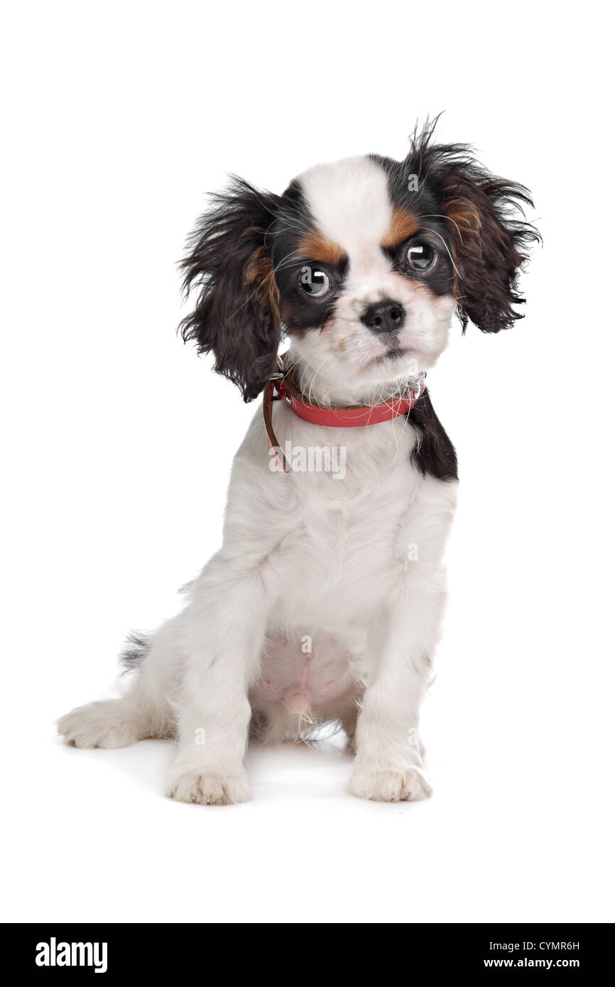 Cavalier King Charles Spaniel in front of a white background Stock ...