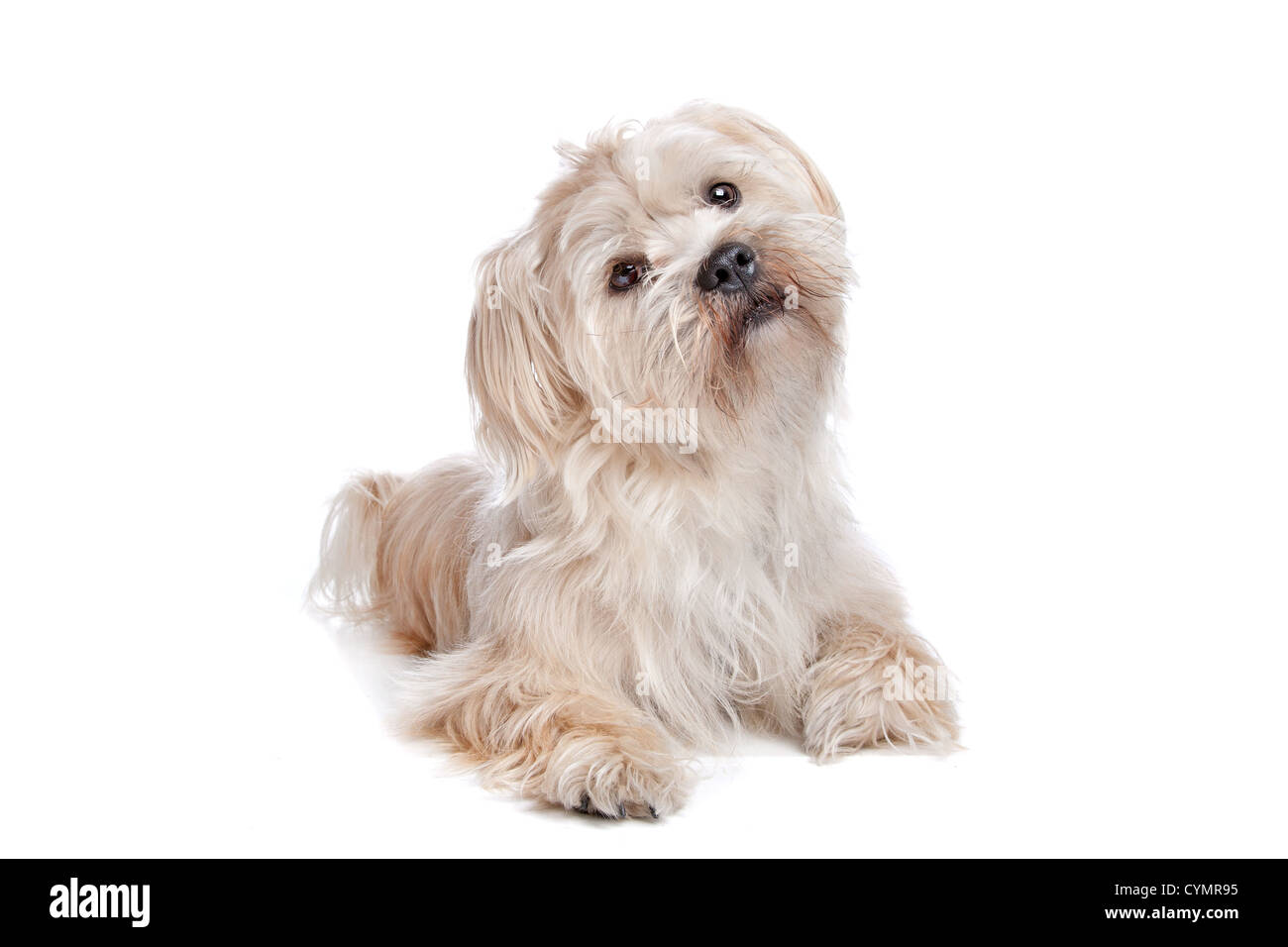 Boomer dog in front of a white background Stock Photo - Alamy