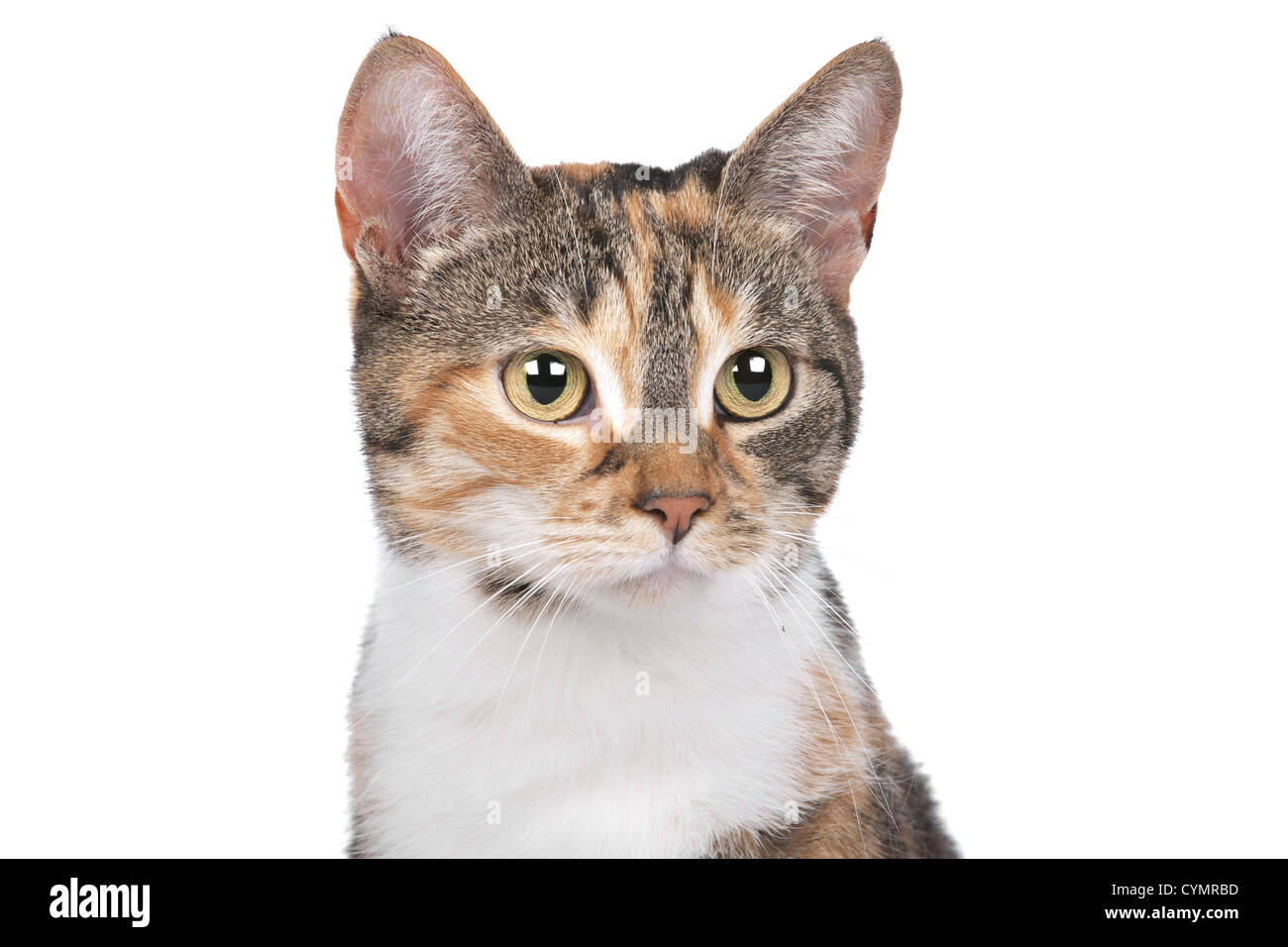 cat in front of a white background Stock Photo - Alamy