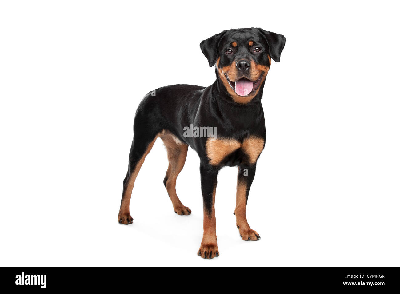 Rottweiler in front of a white background Stock Photo - Alamy