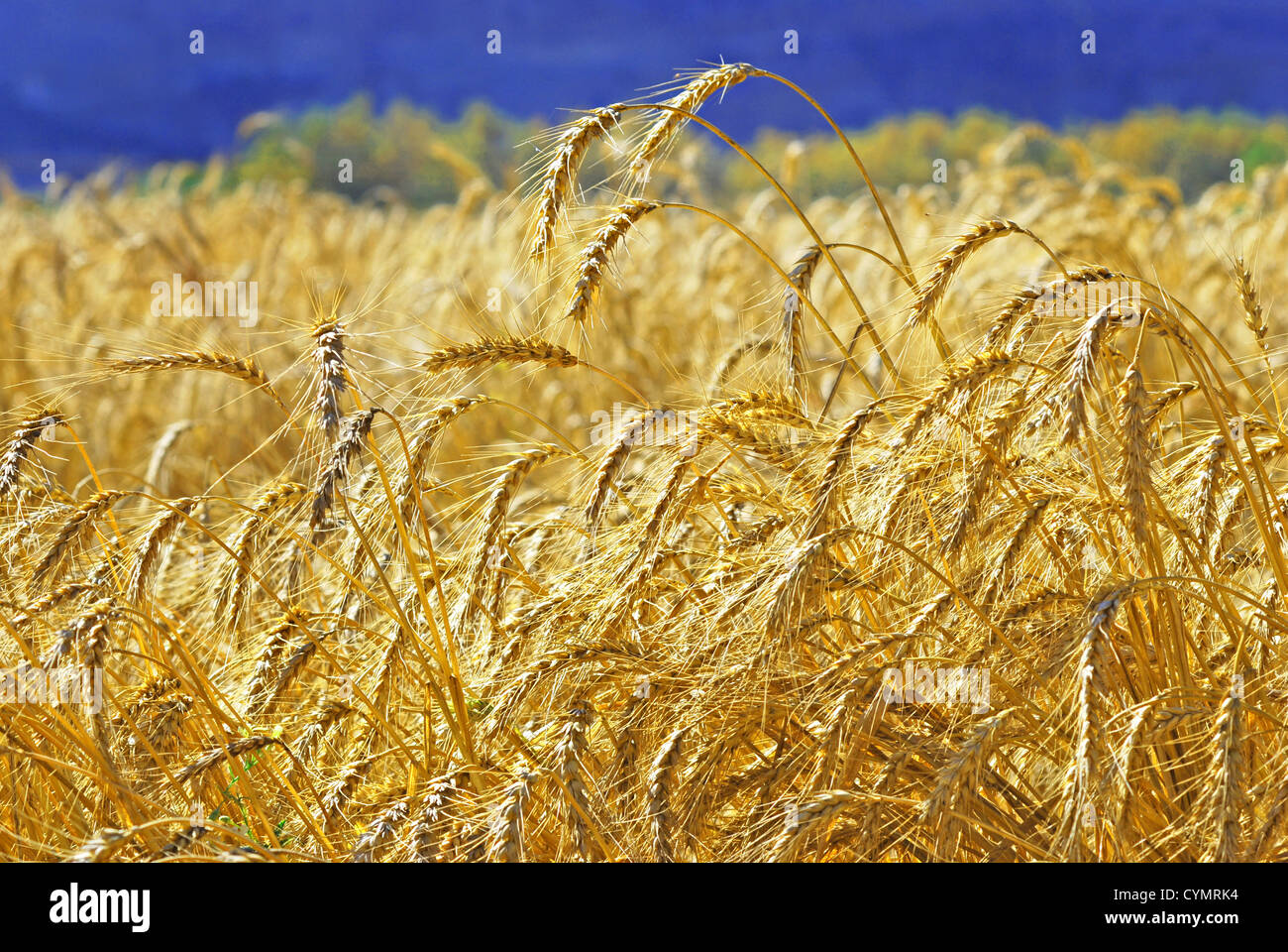 closeup of ripe wheat before harvest Stock Photo - Alamy