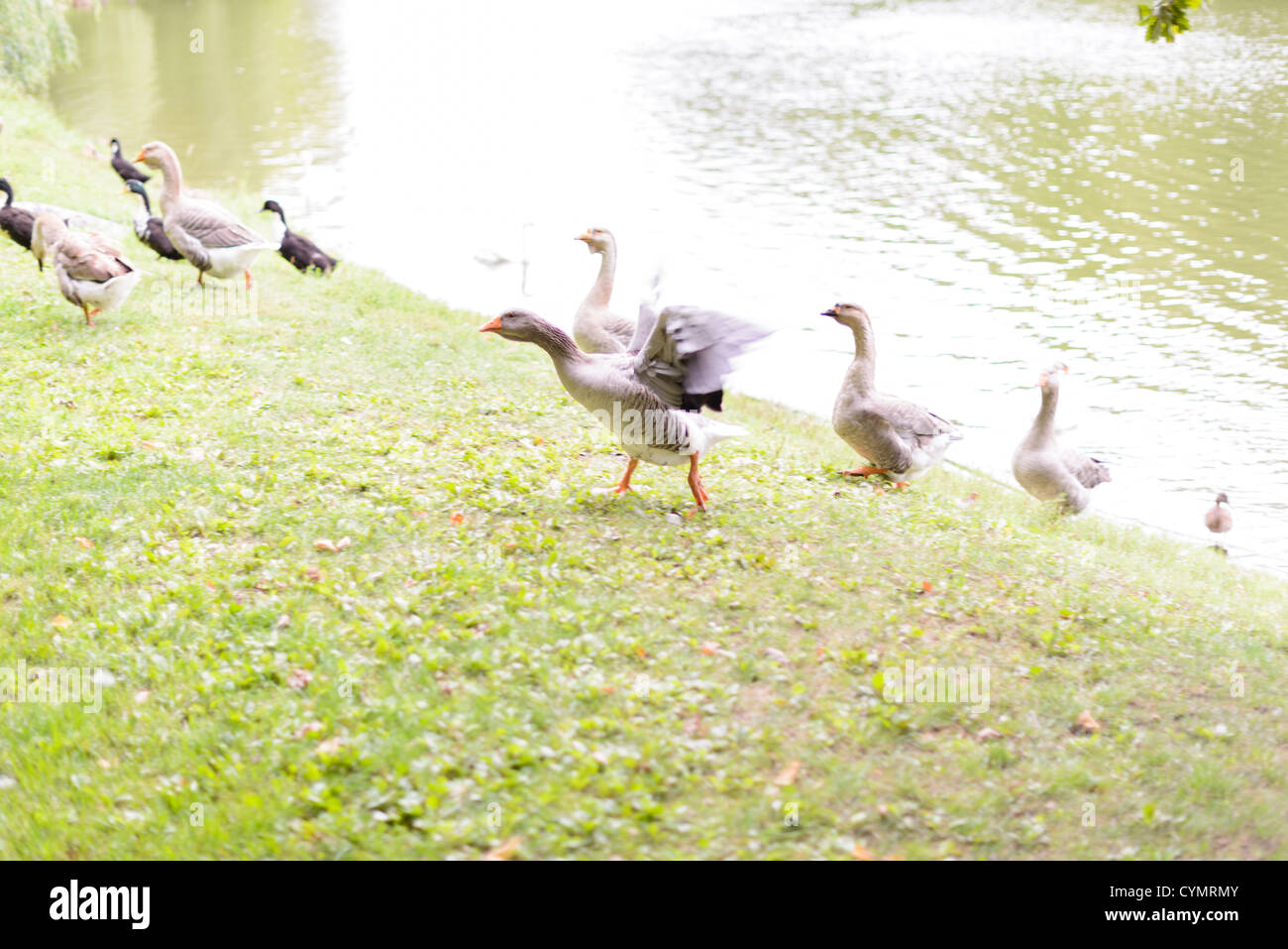 goose geese many birds park lake Stock Photo - Alamy
