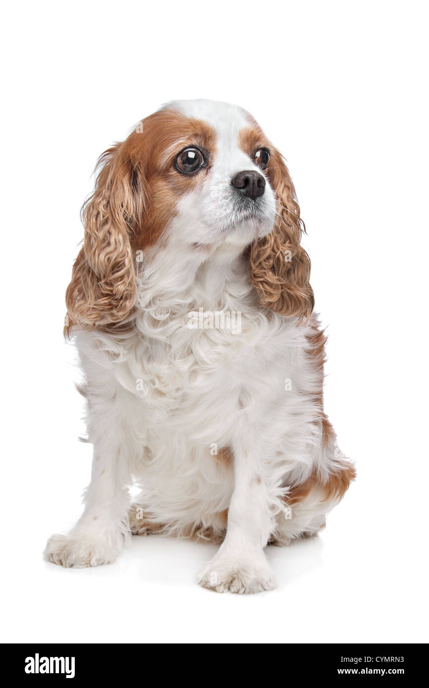 Cavalier King Charles Spaniel in front of a white background Stock ...