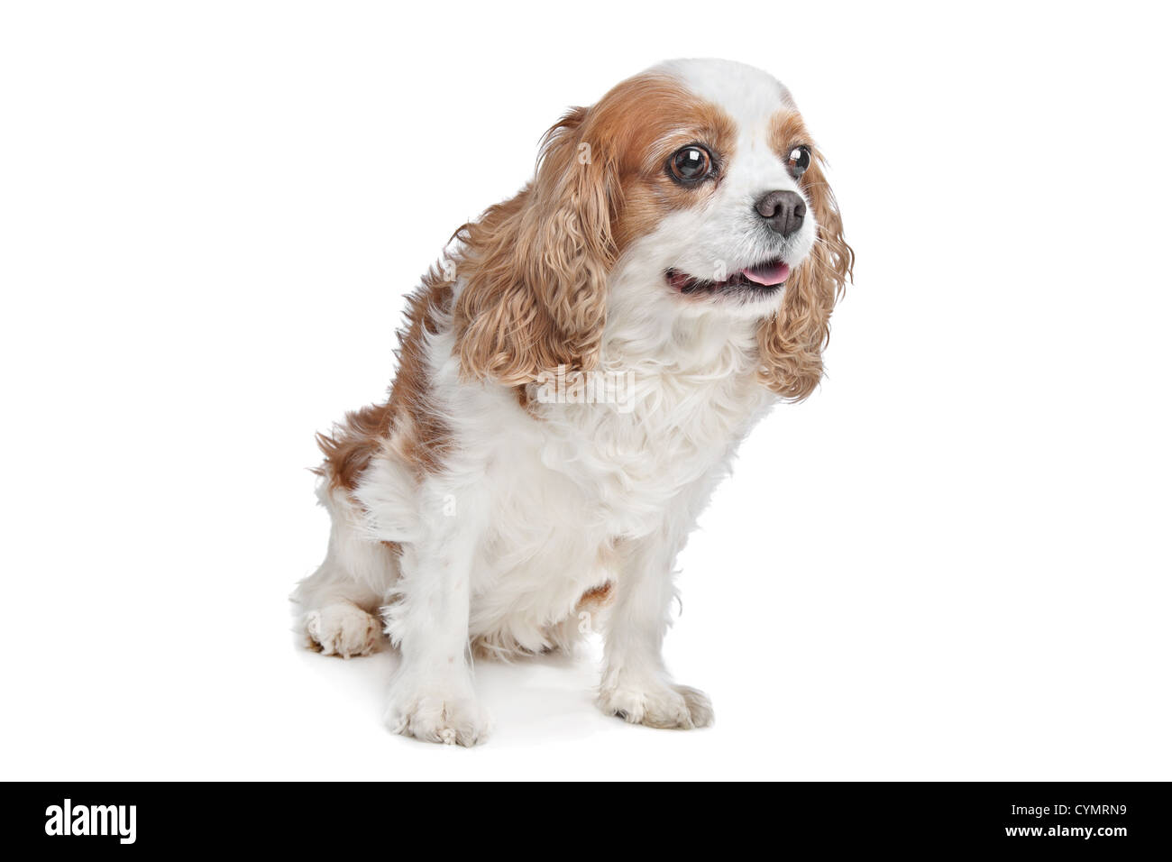 Cavalier King Charles Spaniel in front of a white background Stock ...