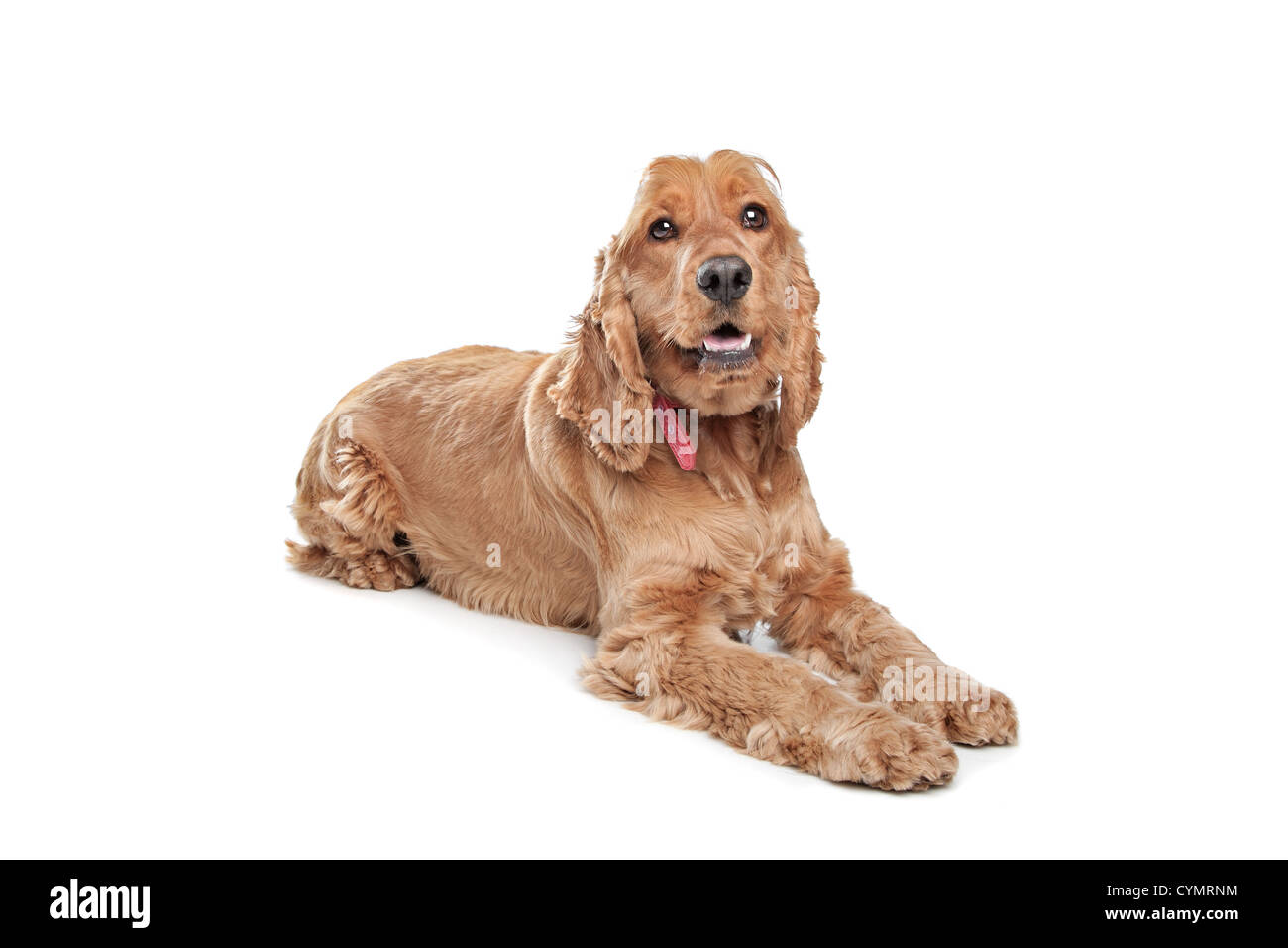 Brown cocker spaniel dog in front of a white background Stock Photo - Alamy