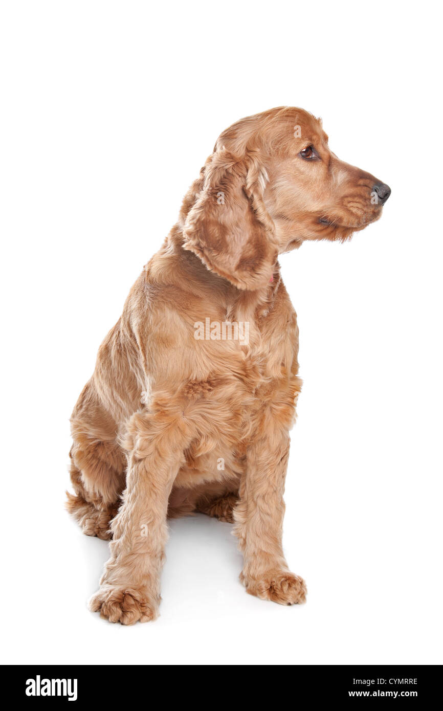 Brown cocker spaniel dog in front of a white background Stock Photo - Alamy