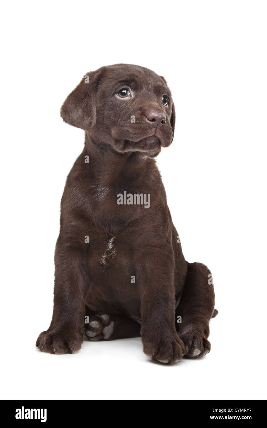 Chocolate Labrador puppy (7 weeks old Stock Photo - Alamy