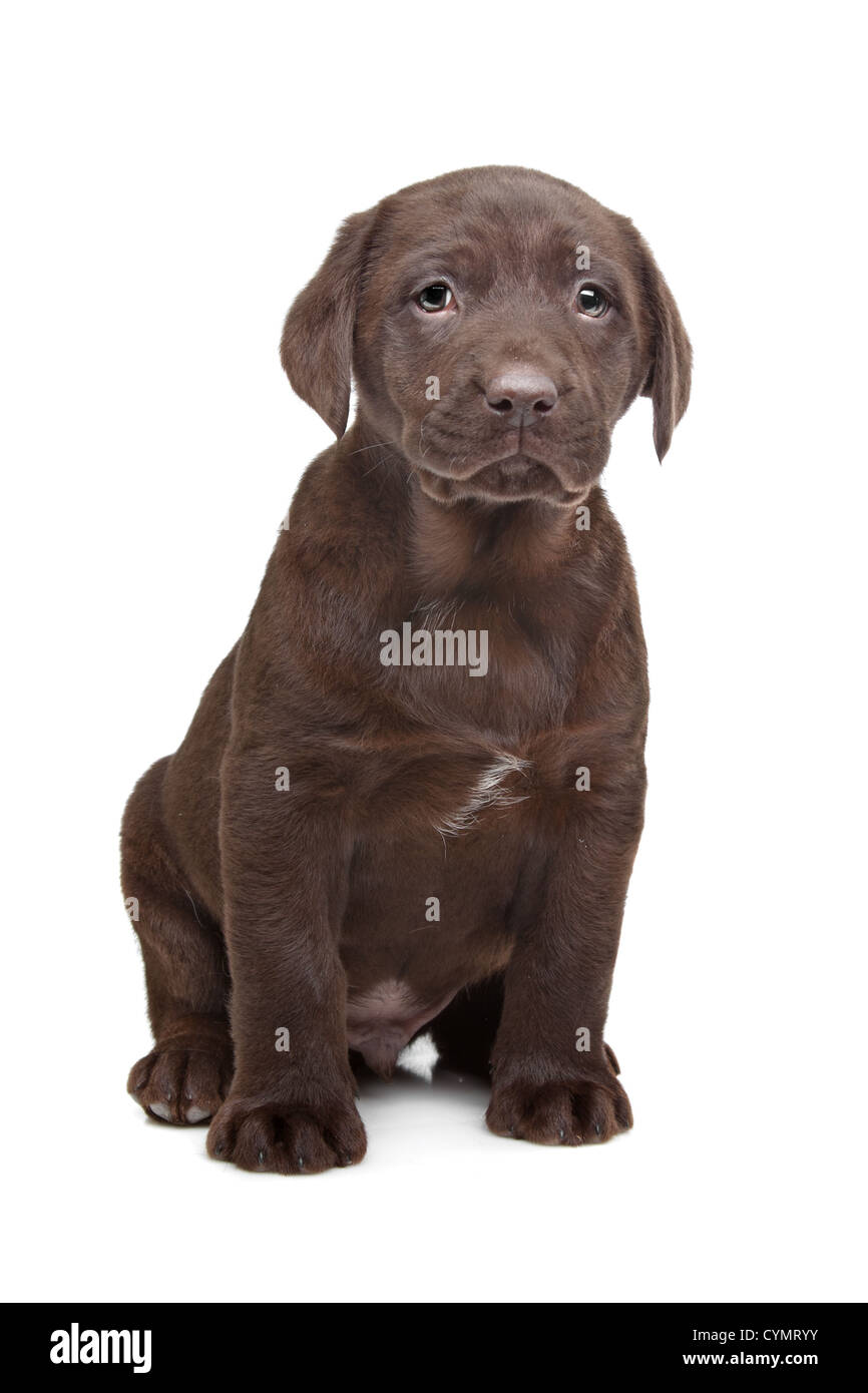 Chocolate Labrador puppy (7 weeks old Stock Photo - Alamy