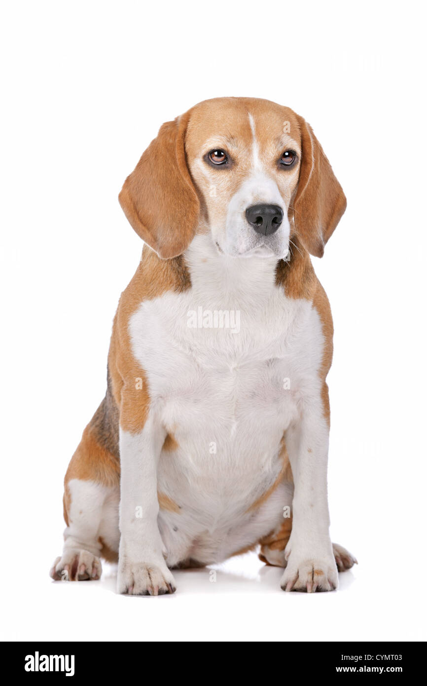 Beagle hound in front of a white background Stock Photo - Alamy