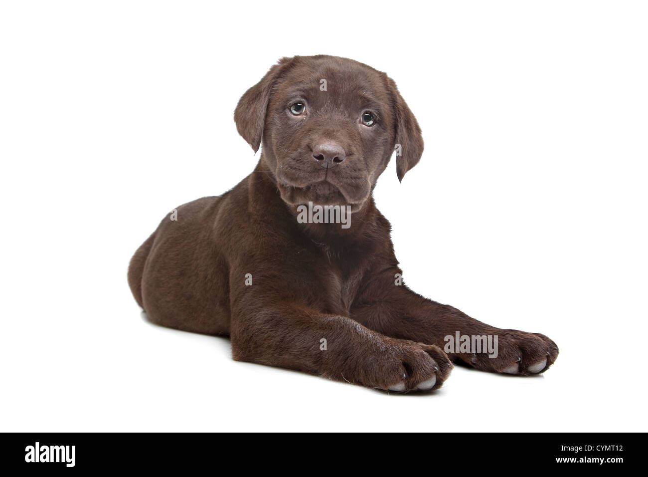 Chocolate Labrador puppy (7 weeks old Stock Photo - Alamy