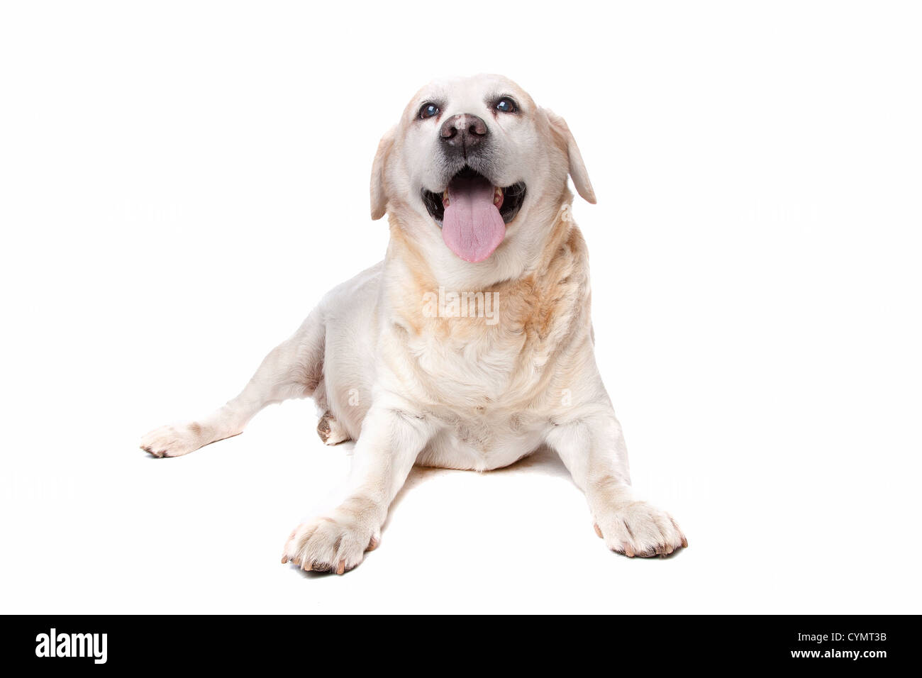 labrador retriever in front of a white background Stock Photo - Alamy