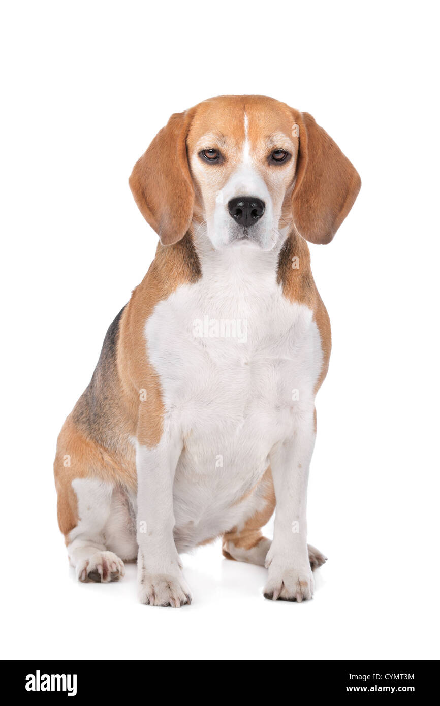 Beagle hound in front of a white background Stock Photo - Alamy