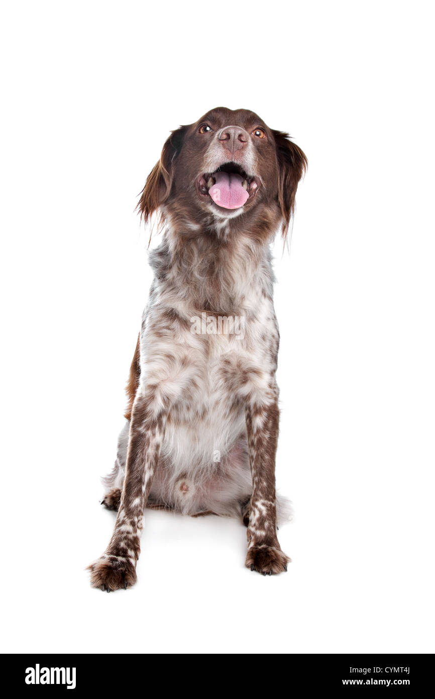 stabyhoun(Frisian Pointer) in front of a white background Stock Photo ...