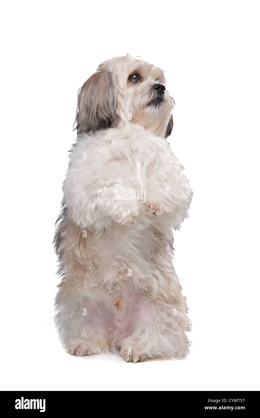 Boomer dog in front of a white background Stock Photo - Alamy