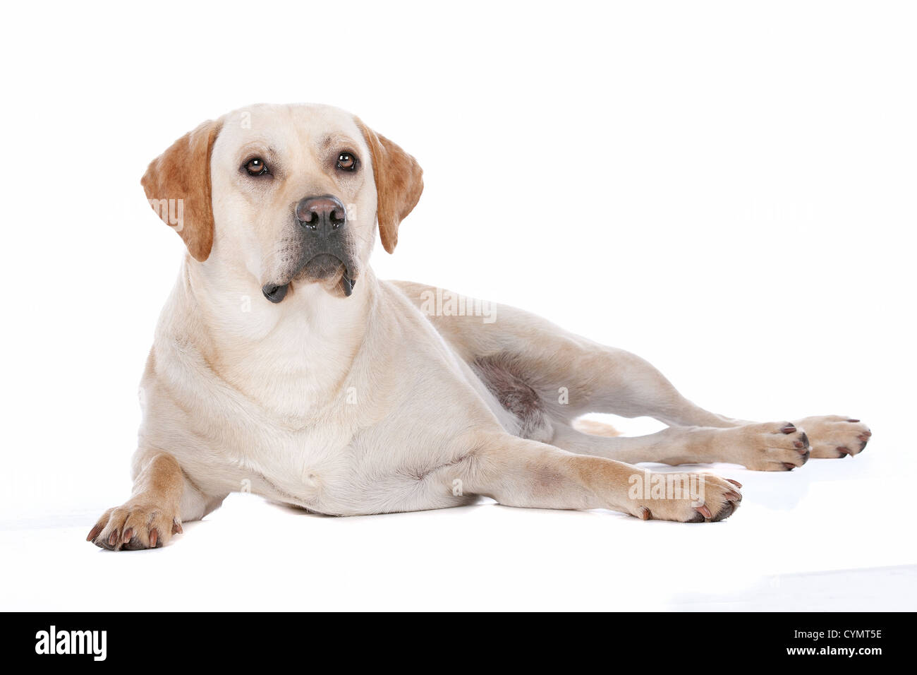 Labrador Retriever in front of a white background Stock Photo - Alamy