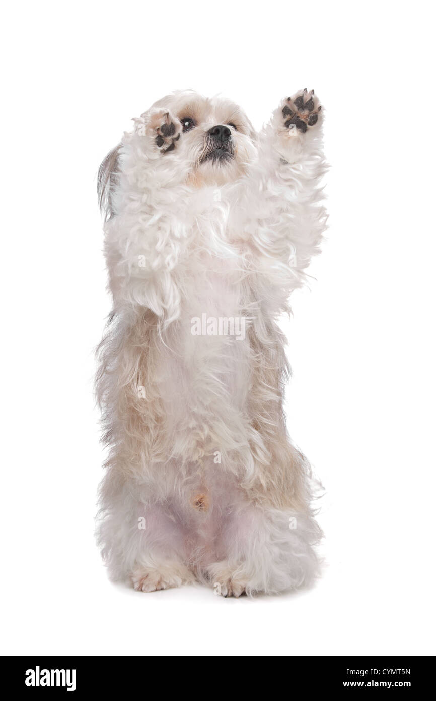 Boomer dog in front of a white background Stock Photo - Alamy