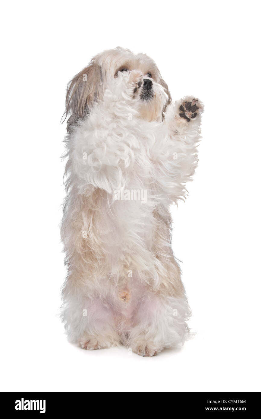 Boomer dog in front of a white background Stock Photo - Alamy