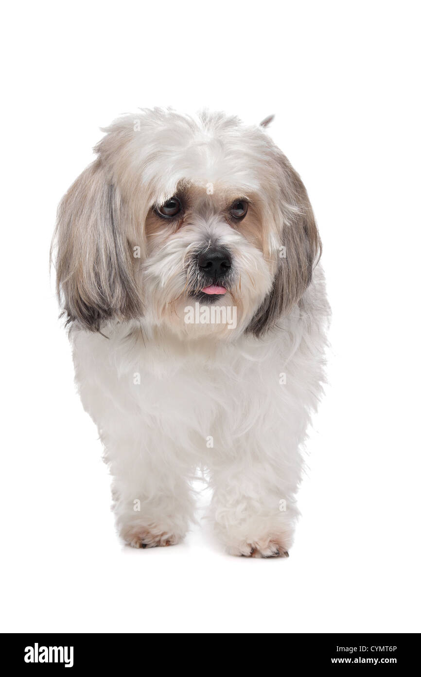 Boomer dog in front of a white background Stock Photo - Alamy