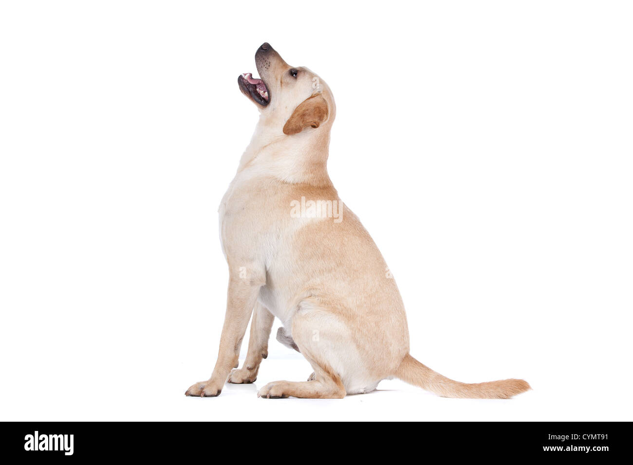 Labrador Retriever in front of a white background Stock Photo - Alamy