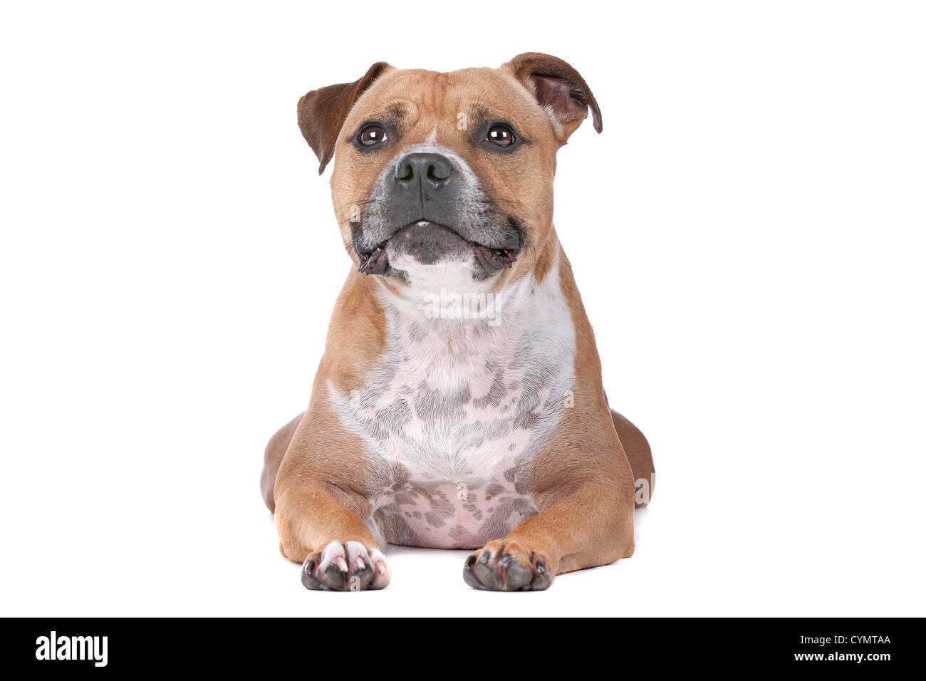 staffordshire bull terrier in front of a white background Stock Photo ...