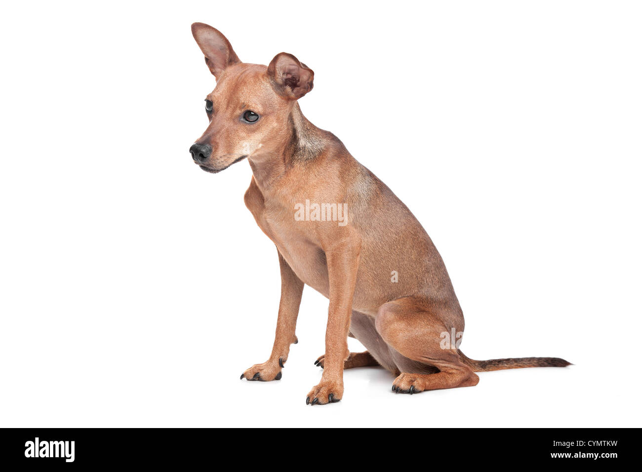Miniature Pinscher in front of a white background Stock Photo - Alamy