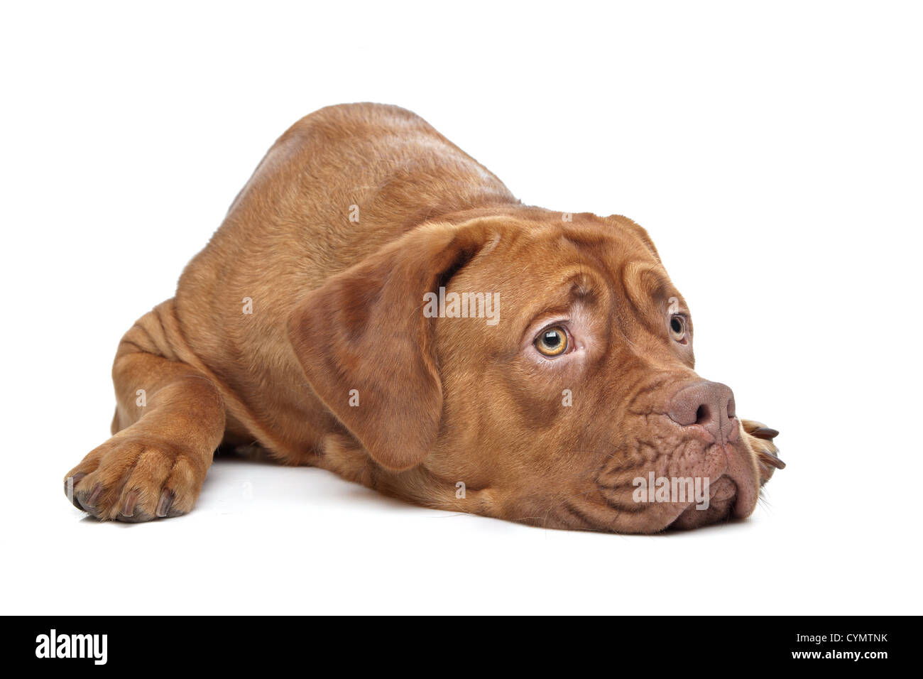 Dogue de Bordeaux in front of a white background Stock Photo - Alamy