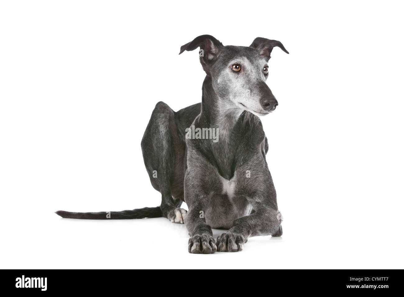 Old greyhound in front of a white background Stock Photo - Alamy