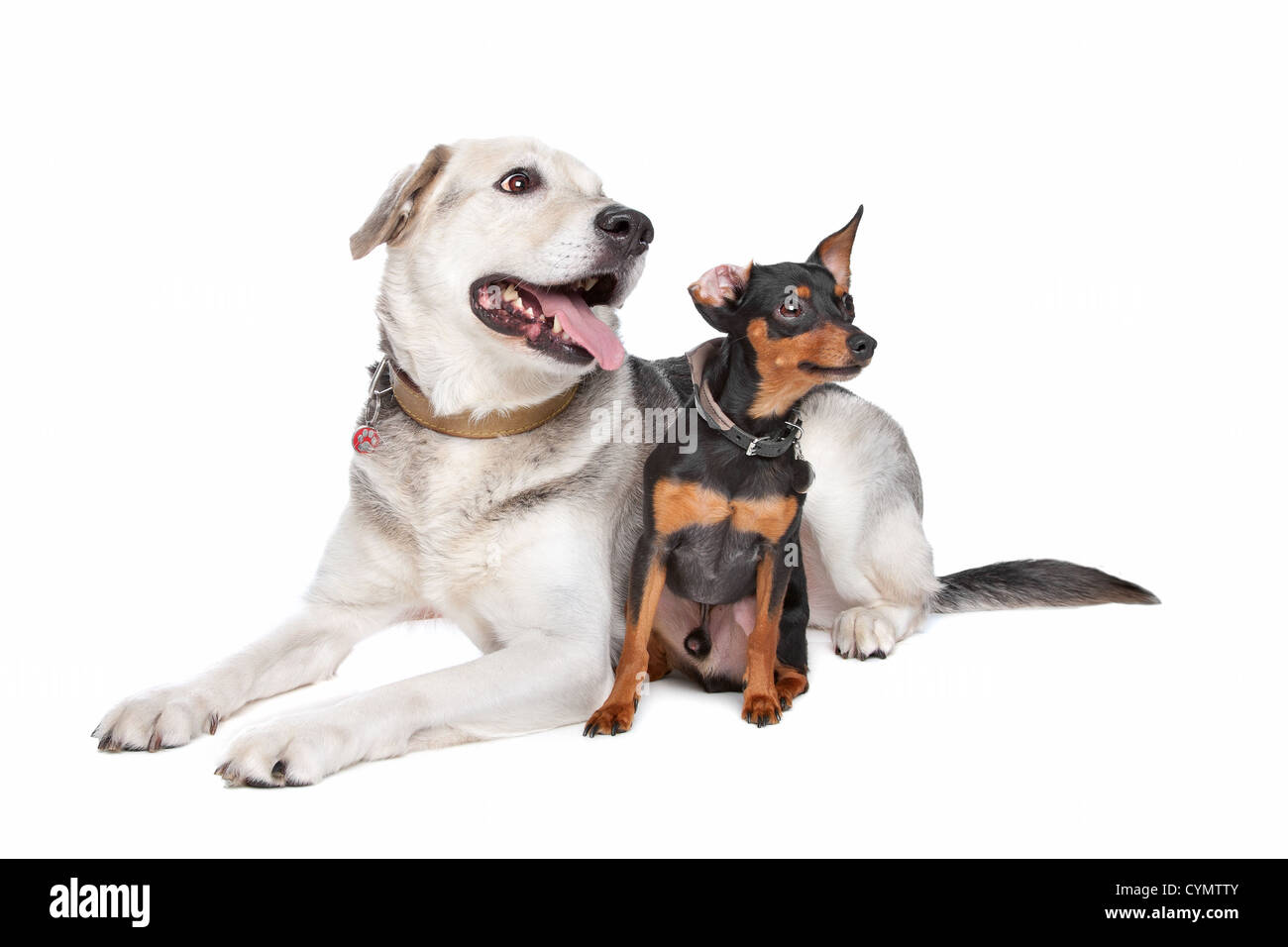 Miniature pinscher labrador retriever hi-res stock photography and ...
