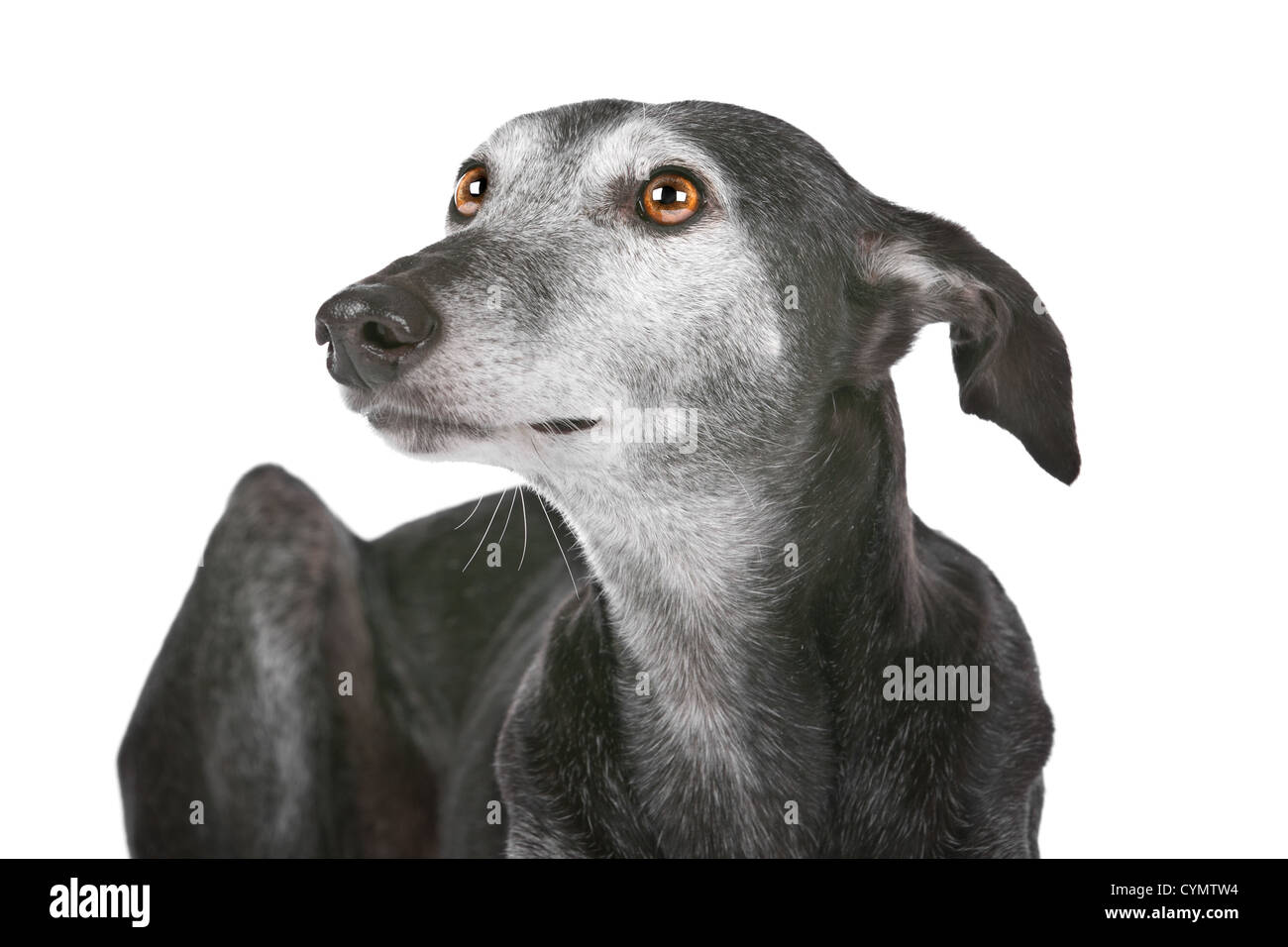 Old greyhound in front of a white background Stock Photo - Alamy