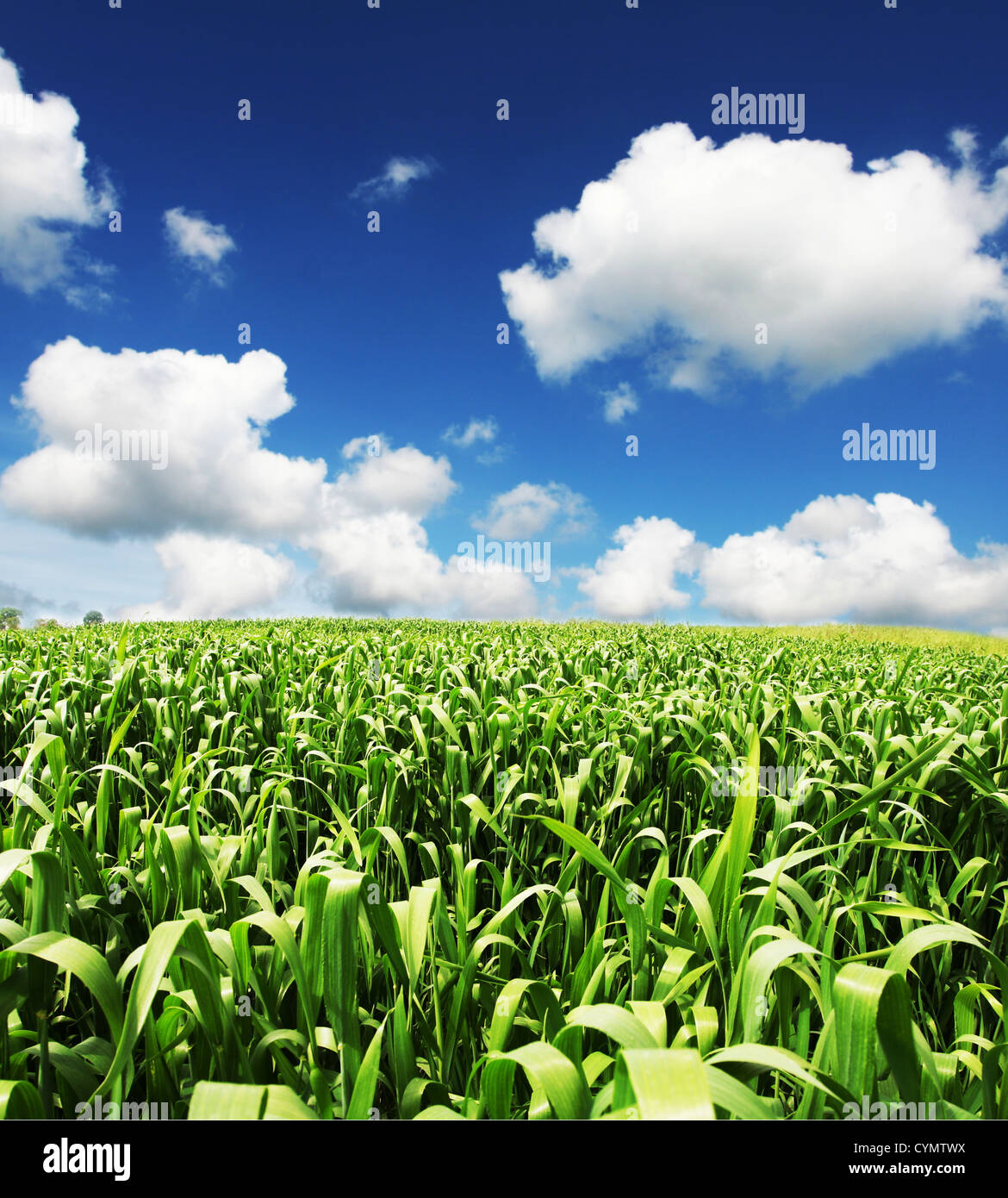 Large corn field mountain hi-res stock photography and images - Alamy