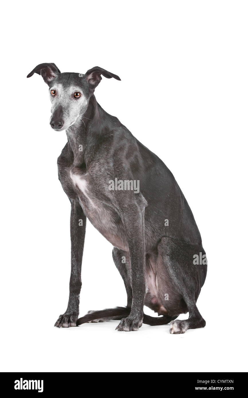 Old greyhound in front of a white background Stock Photo - Alamy