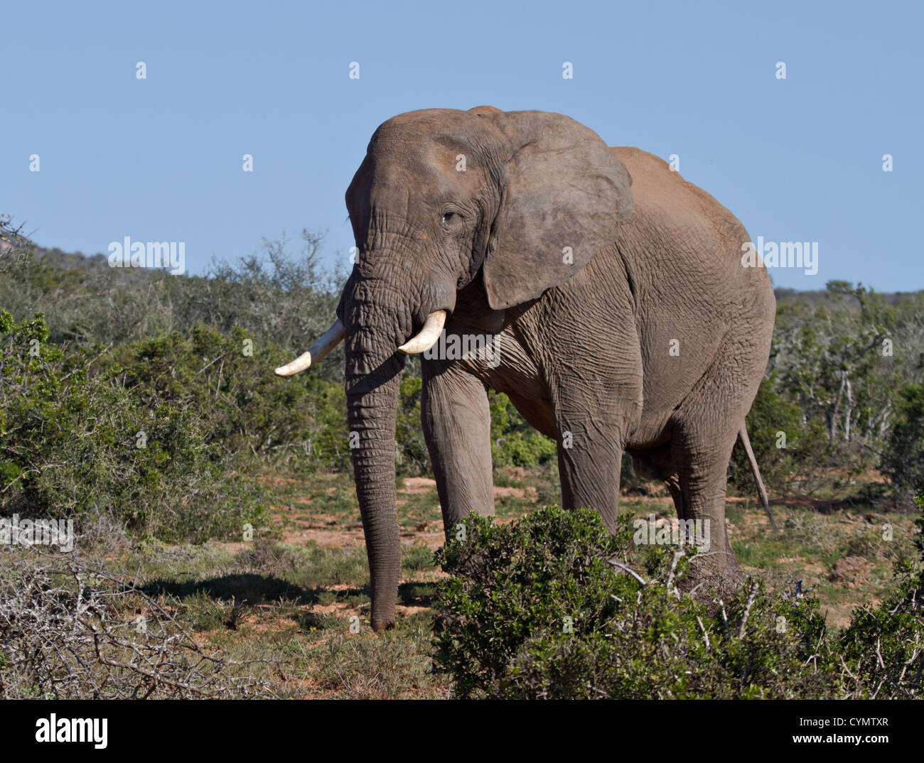 Large African Elephant bull (Loxodonta africana) in Addo Elephant ...