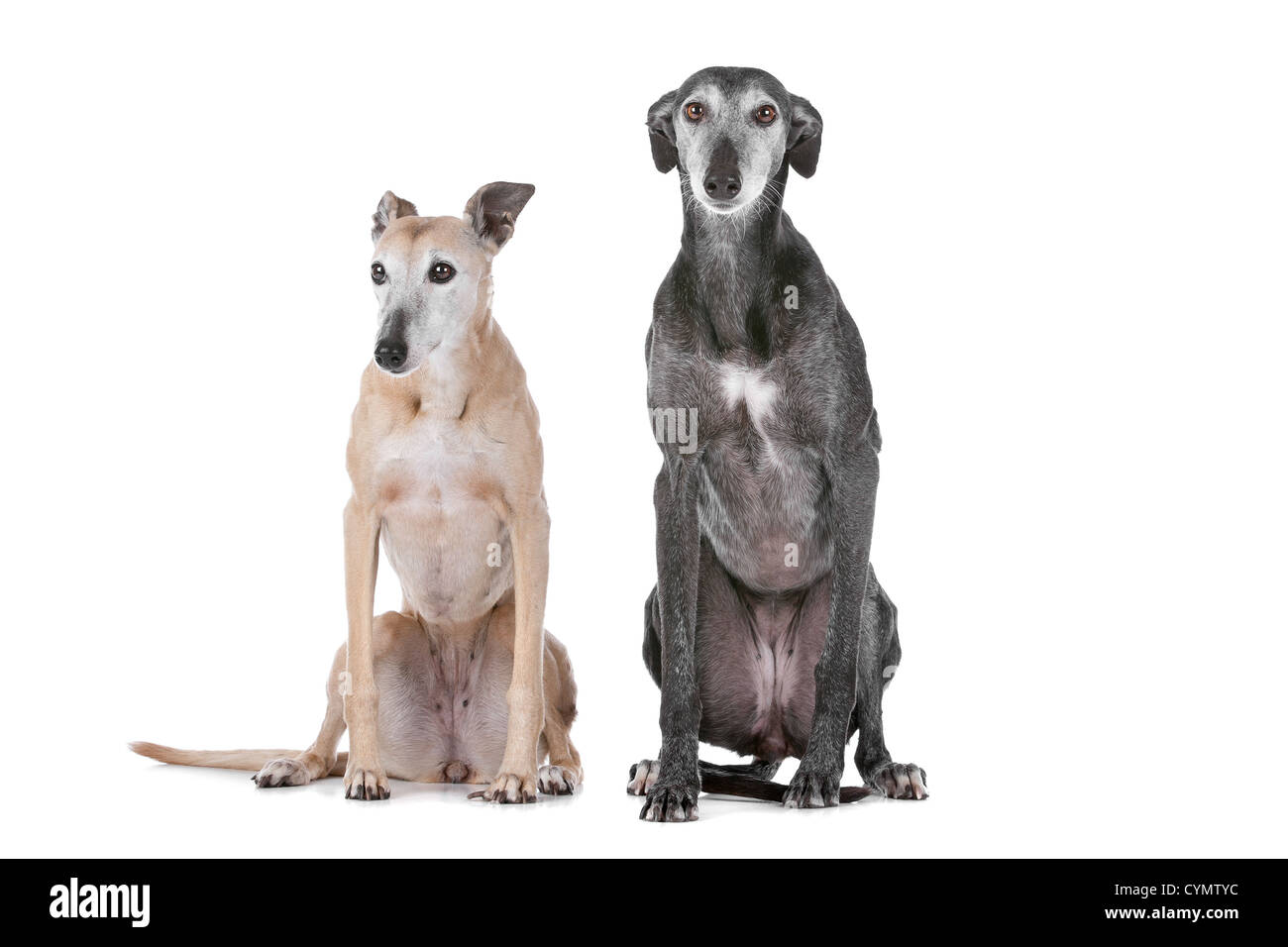 Two greyhound dogs in front of a white background Stock Photo - Alamy
