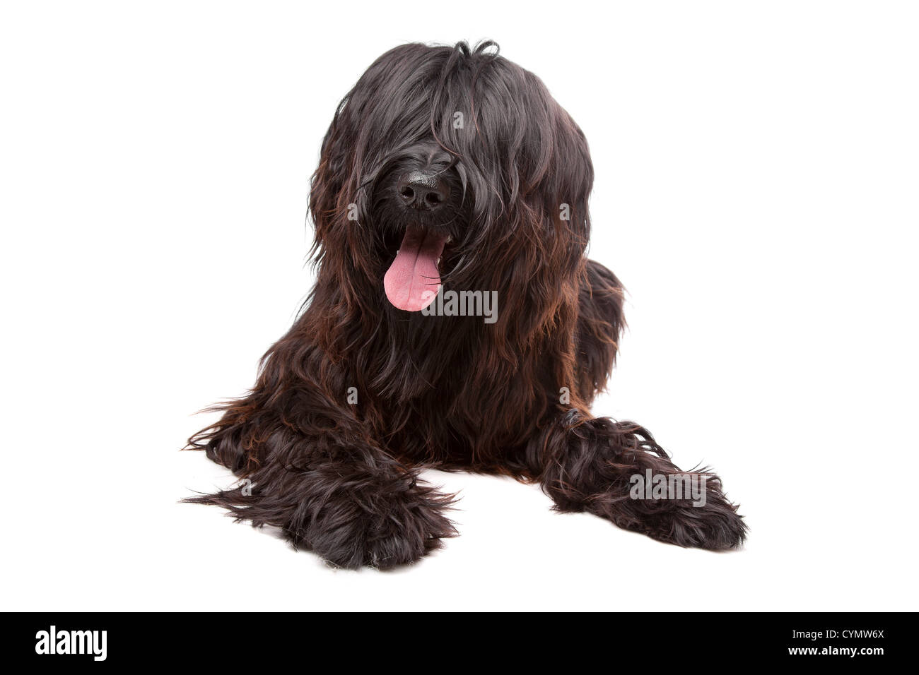 Briard dog in front of a white background Stock Photo - Alamy