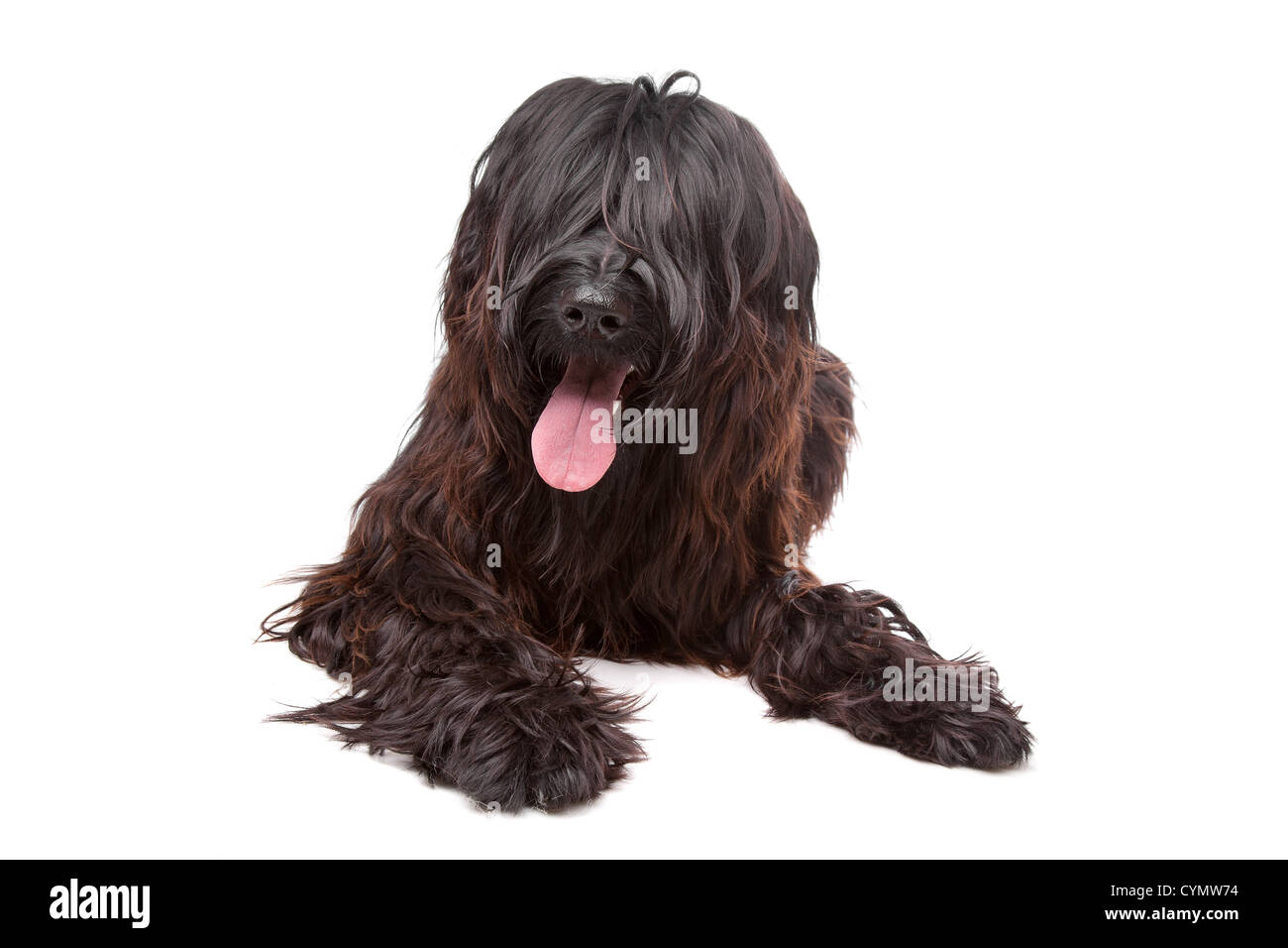 Briard dog in front of a white background Stock Photo - Alamy