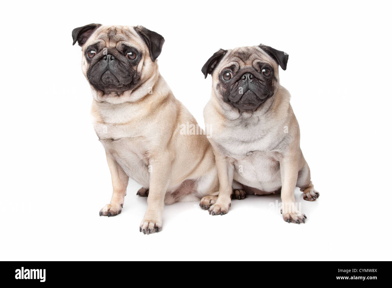 two pug dogs in front of a white background Stock Photo - Alamy