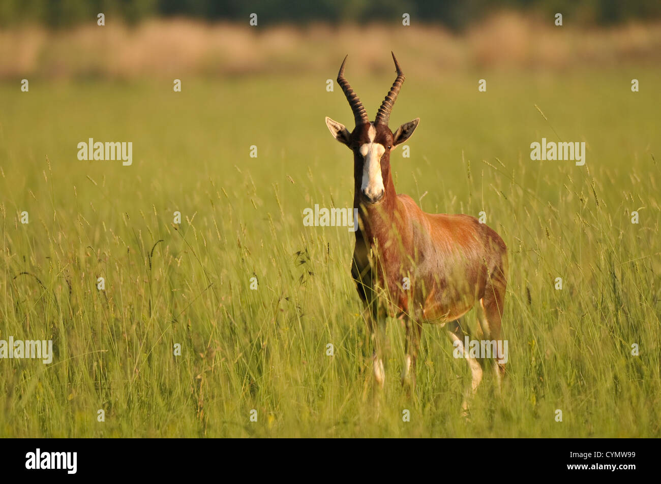 A lone Blesbuck stands in the grasslands of South Africa at dawn Stock ...