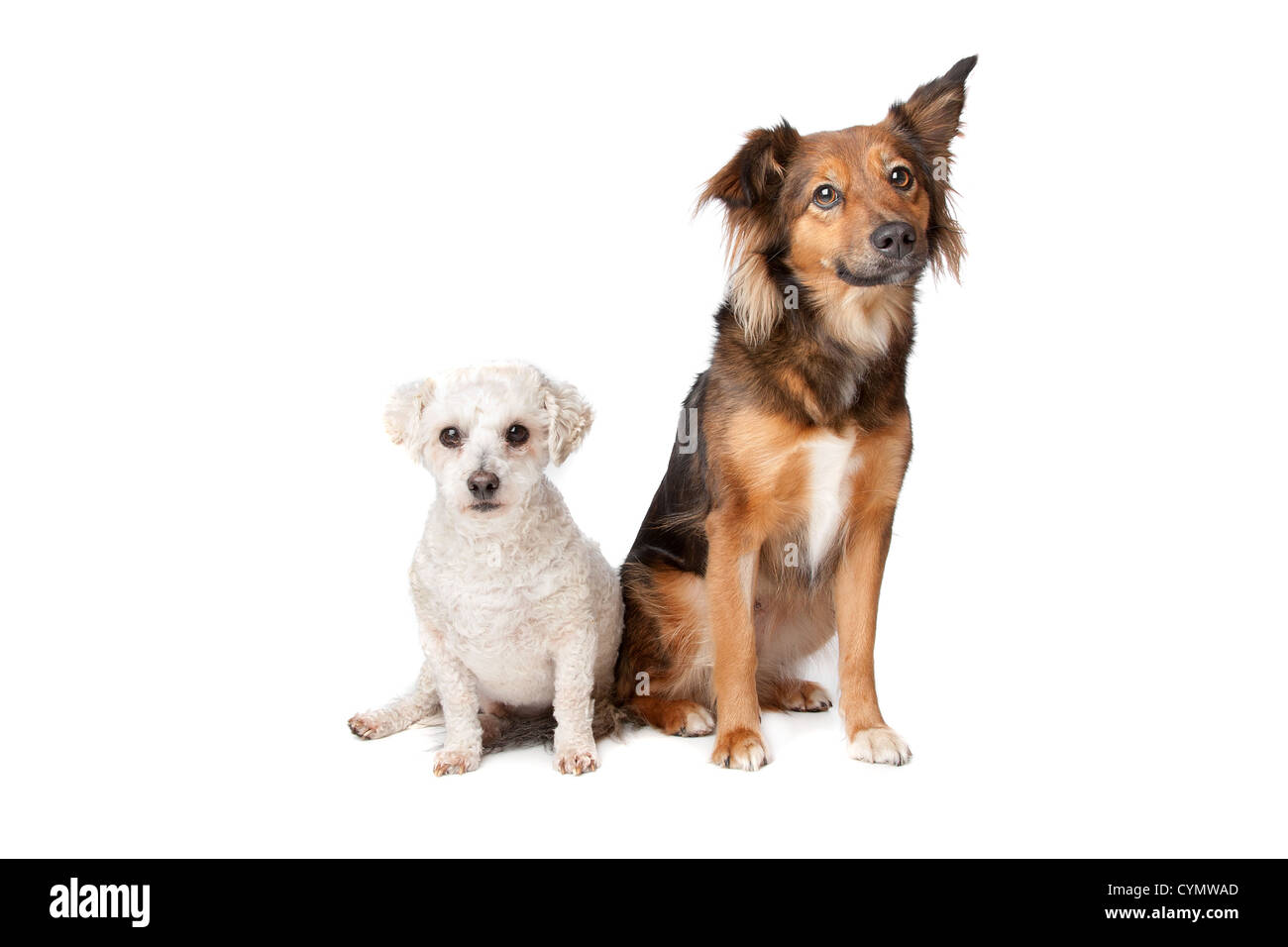 two dogs isolated on a white background Stock Photo - Alamy