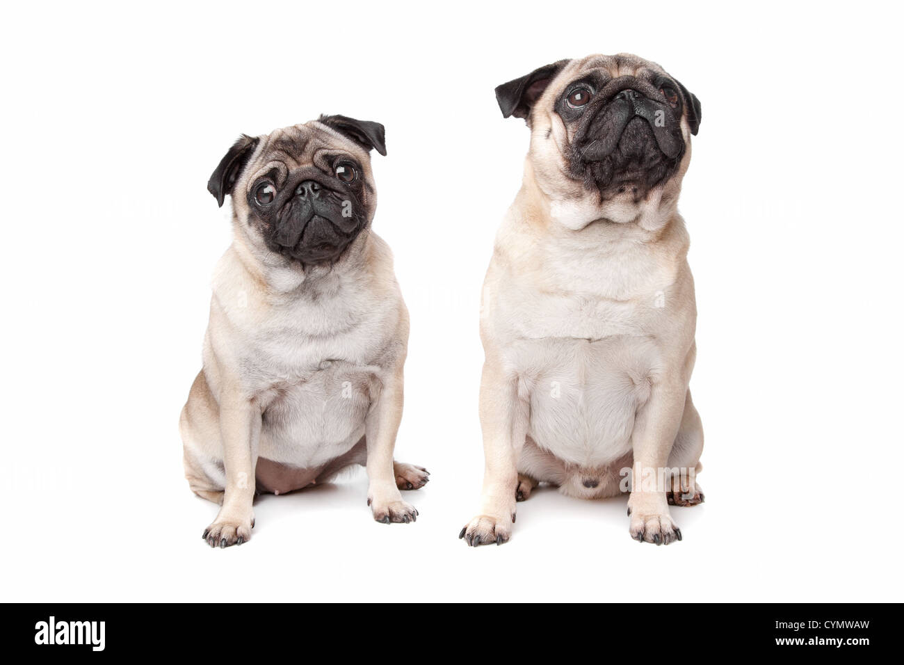 two pug dogs in front of a white background Stock Photo - Alamy