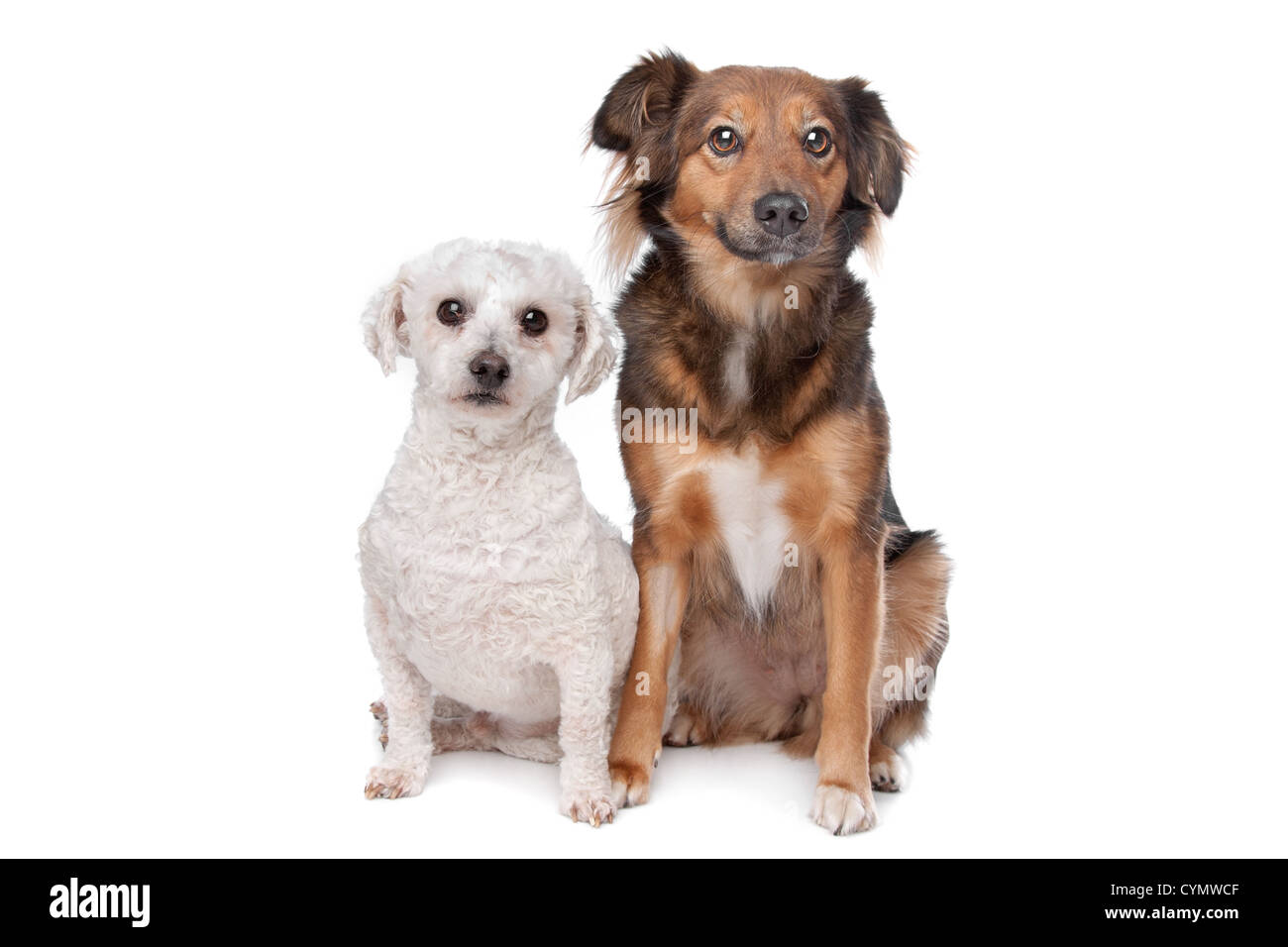two dogs isolated on a white background Stock Photo - Alamy