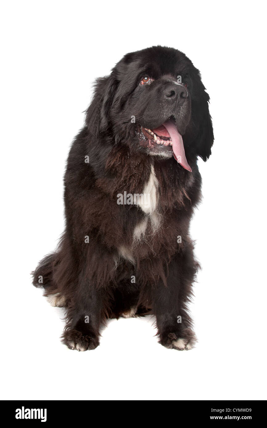 Newfoundland dog in front of a white background Stock Photo - Alamy
