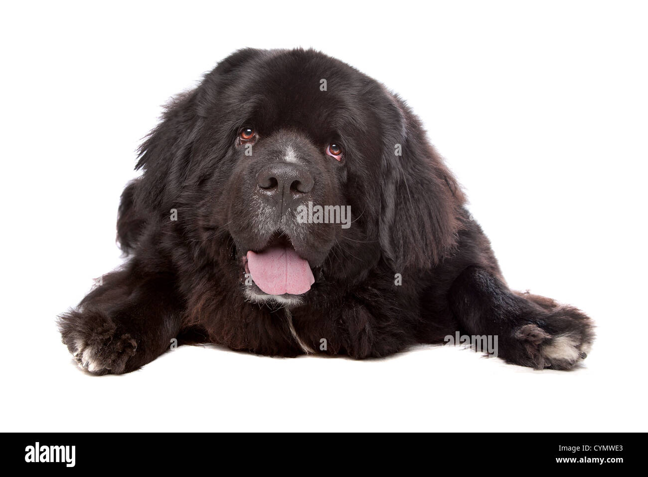 Newfoundland dog in front of a white background Stock Photo - Alamy