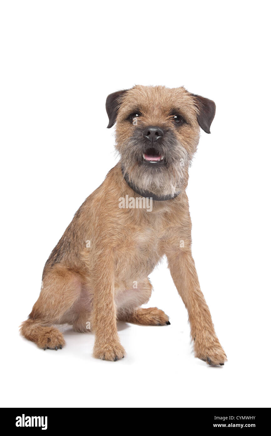 Border Terrier in front of a white background Stock Photo - Alamy