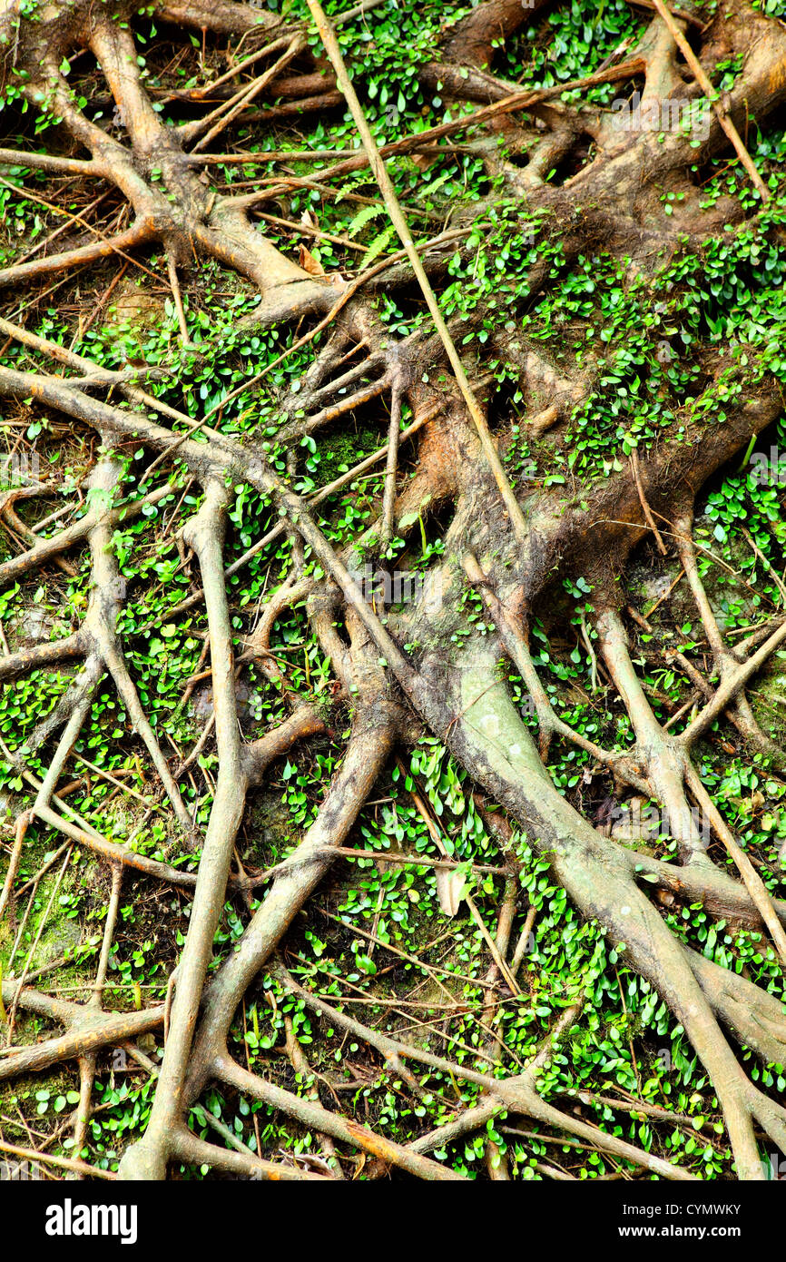 Air root hi-res stock photography and images - Alamy