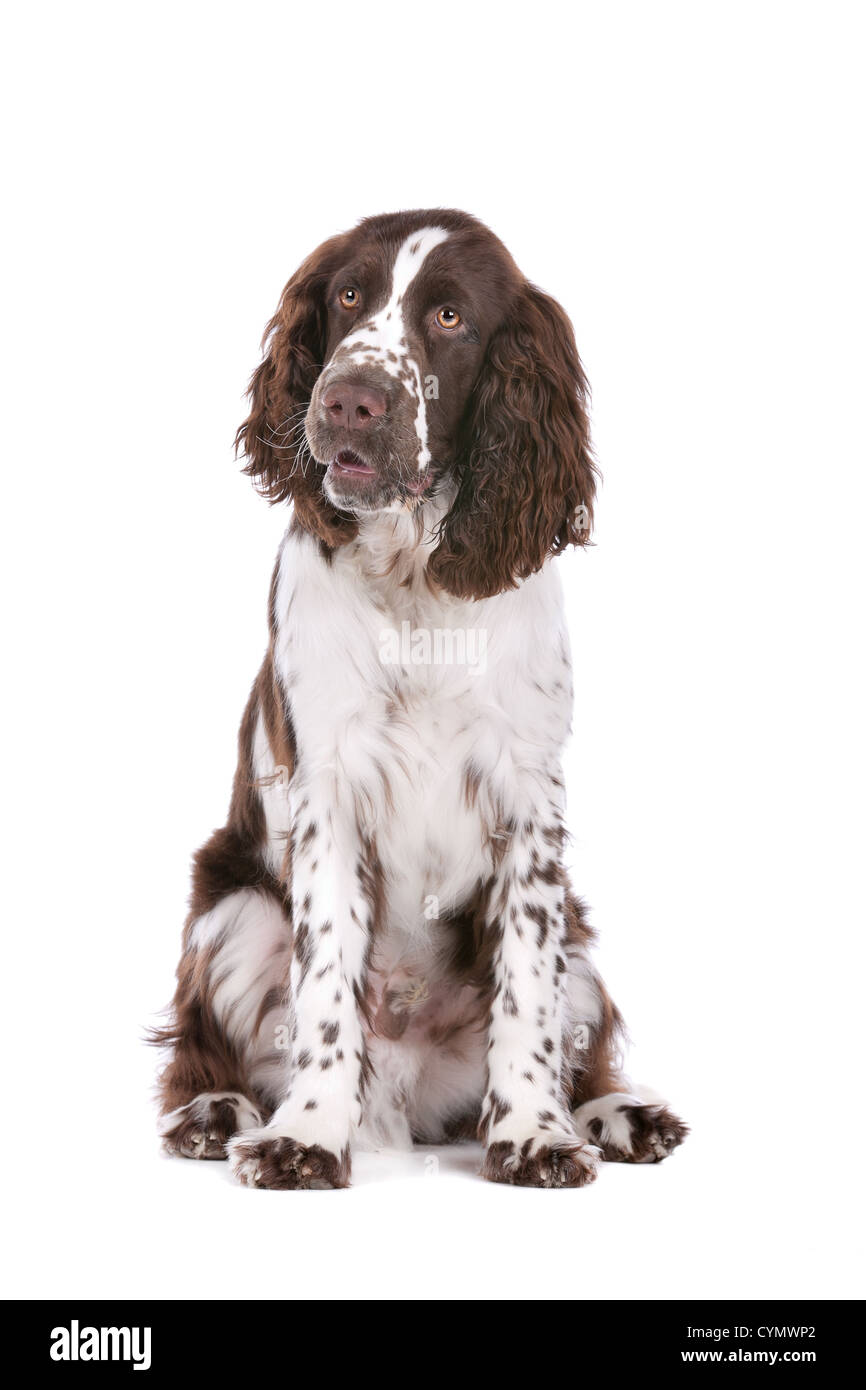 Springer Spaniel in front of a white background Stock Photo - Alamy