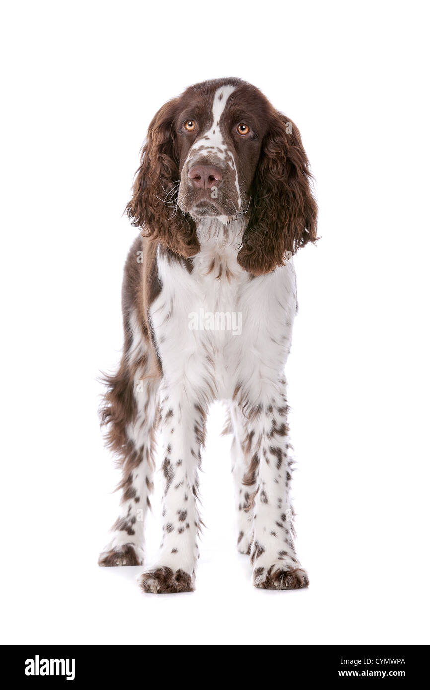 Springer Spaniel in front of a white background Stock Photo - Alamy