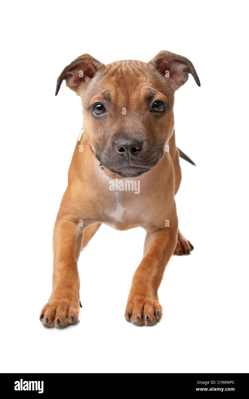 Staffordshire Bull Terrier puppy in front of a white background Stock ...