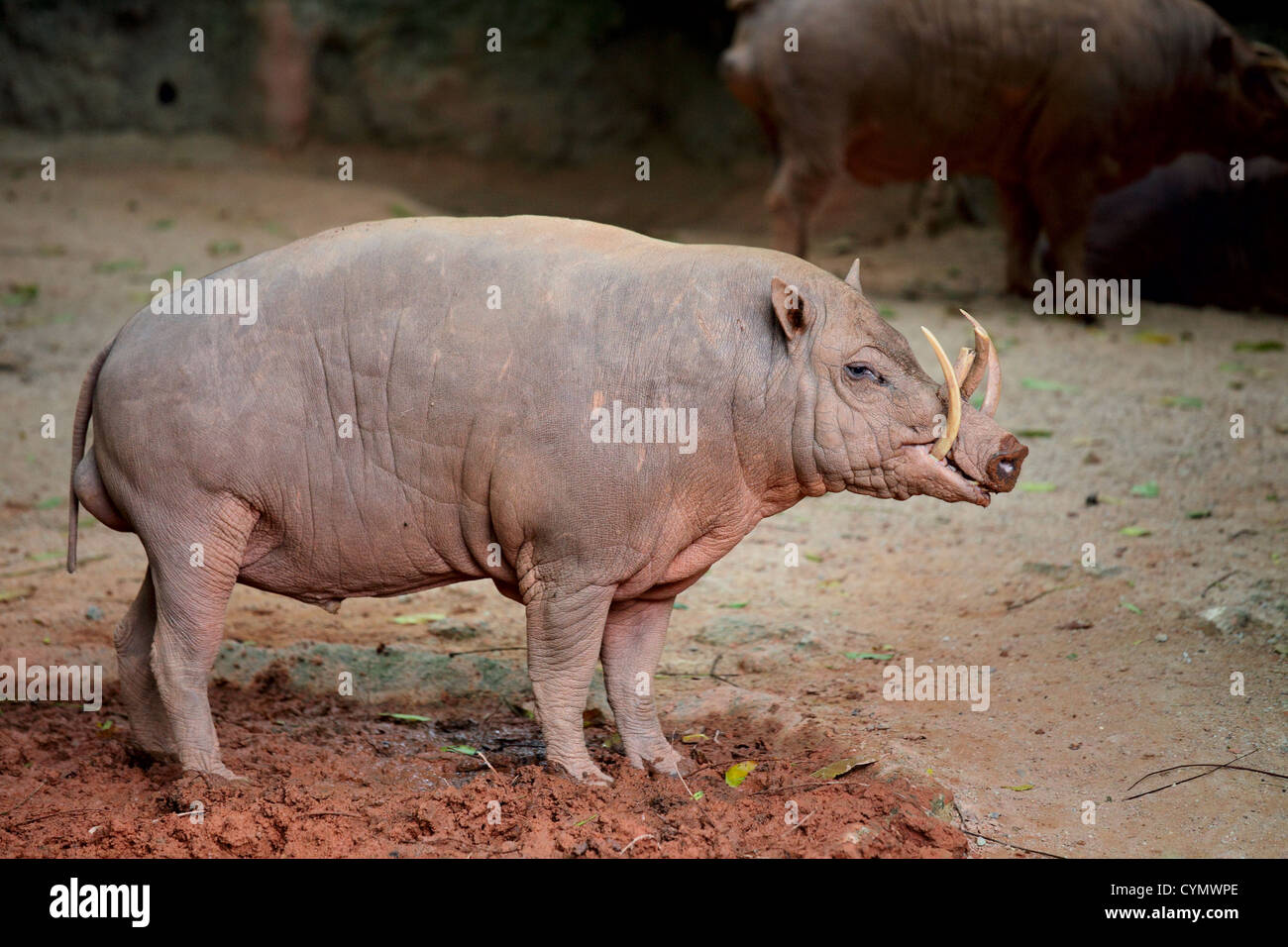 Babirusa babyrousa babyrussa hi-res stock photography and images - Alamy